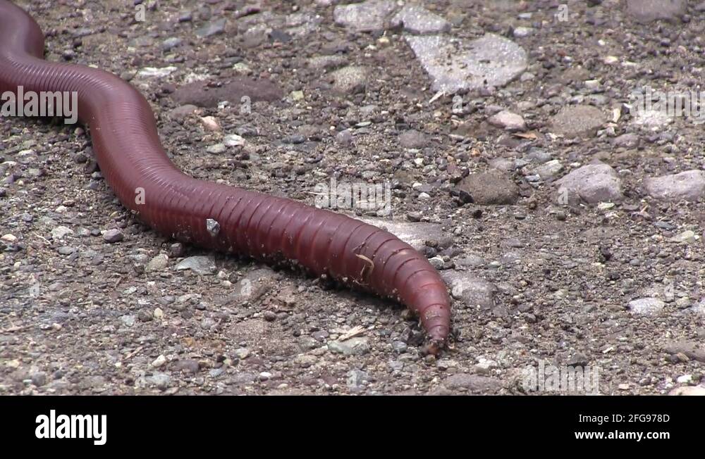Giant Earthworm crossing road 3 Stock Video Footage - Alamy