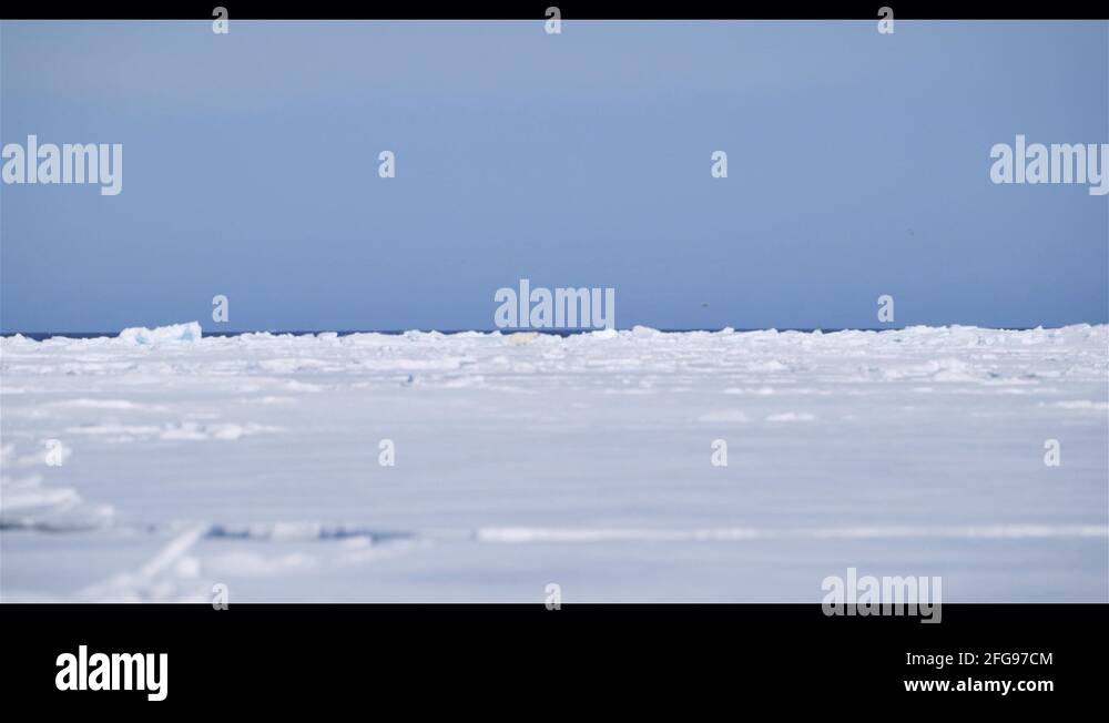 Polar bear alone ice Stock Videos & Footage - HD and 4K Video Clips - Alamy