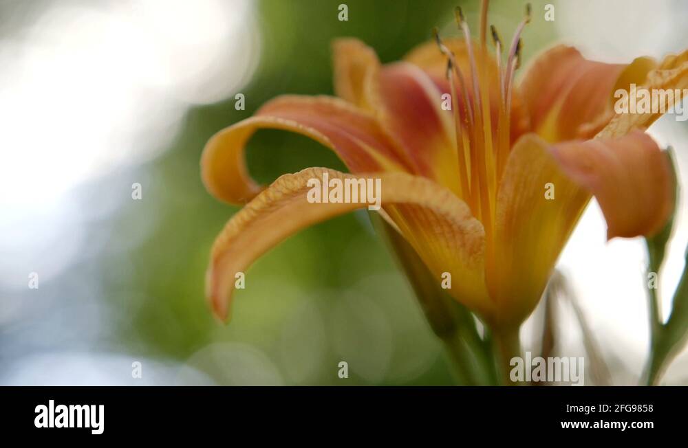 Side of flower Stock Videos & Footage - HD and 4K Video Clips - Alamy