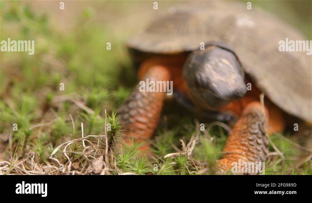 Wood turtle Stock Videos & Footage - HD and 4K Video Clips - Alamy