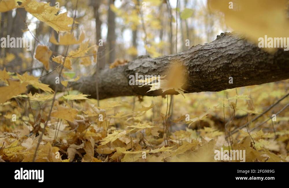 Broken branch lying on forest Stock Videos & Footage - HD and 4K Video ...