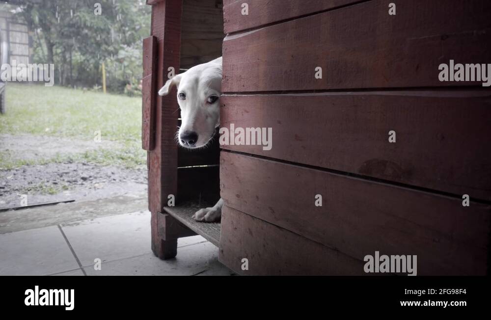 Terrified dog Stock Videos & Footage - HD and 4K Video Clips - Alamy