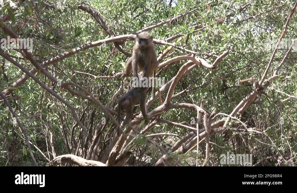 Monkeys playing Stock Videos & Footage - HD and 4K Video Clips - Alamy