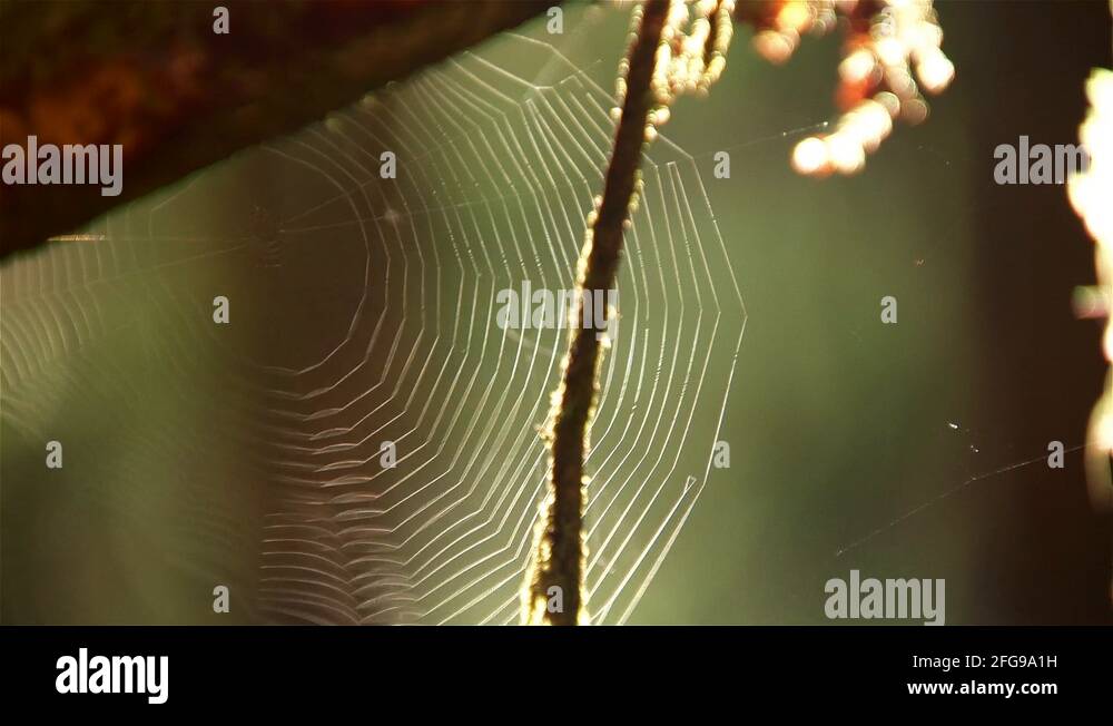 British spider web Stock Videos & Footage - HD and 4K Video Clips - Alamy