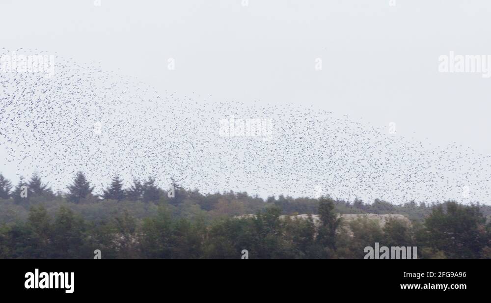 Starling flock Stock Videos & Footage - HD and 4K Video Clips - Alamy