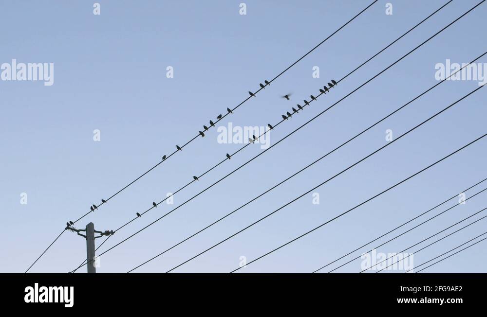 On power lines Stock Videos & Footage - HD and 4K Video Clips - Alamy