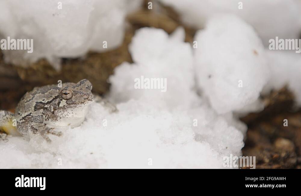 Snow tree frog Stock Videos & Footage - HD and 4K Video Clips - Alamy