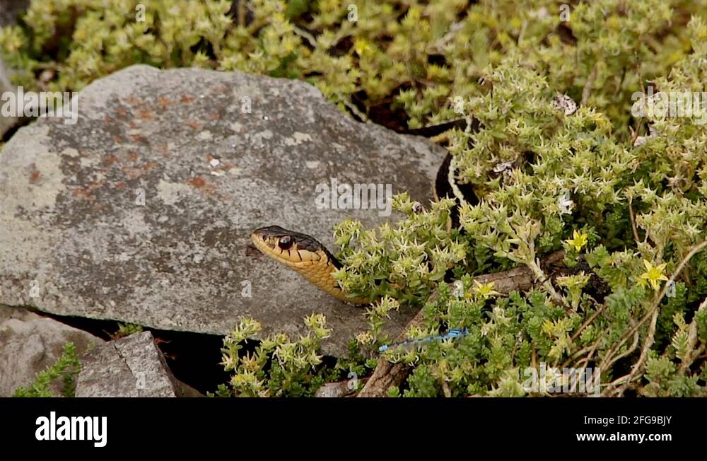 Sitting snake Stock Videos & Footage - HD and 4K Video Clips - Alamy