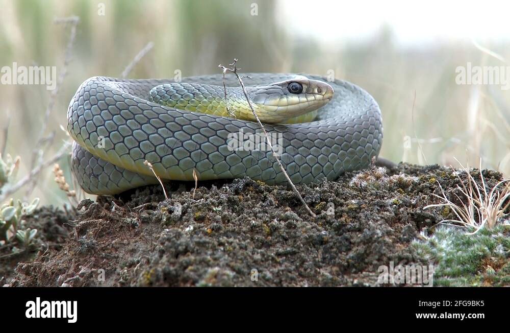 Eastern racer Stock Videos & Footage - HD and 4K Video Clips - Alamy
