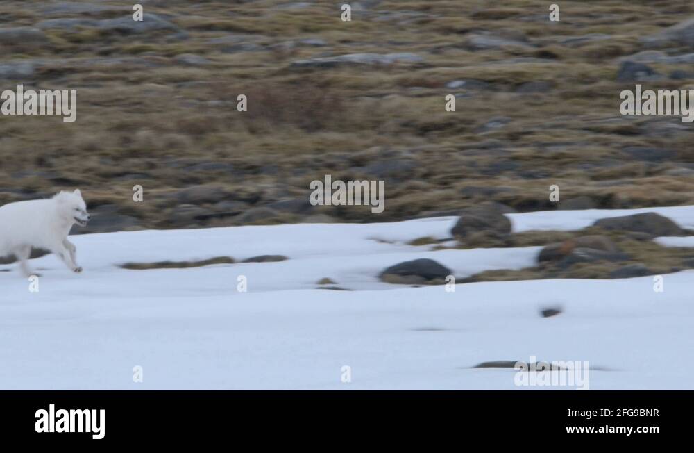 Arctic fox and caribou carcass Stock Video Footage - Alamy