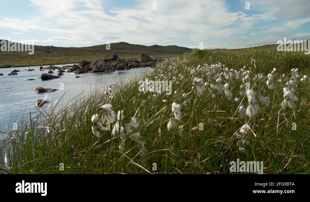 Bog cotton field Stock Videos & Footage - HD and 4K Video Clips - Alamy