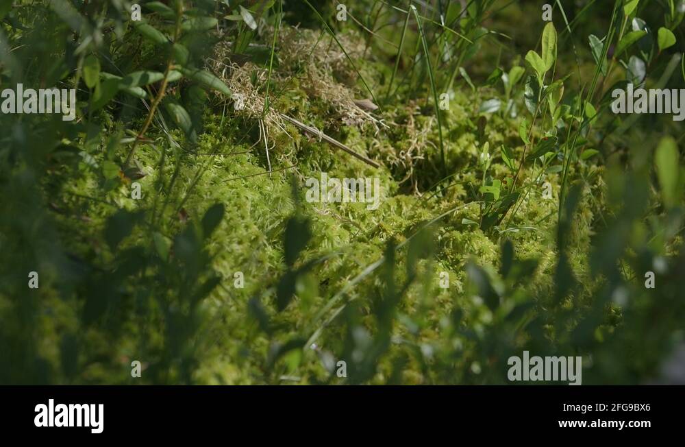 Alfred alfred Stock Videos & Footage - HD and 4K Video Clips - Alamy