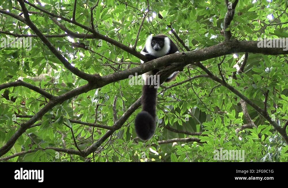 Black and white ruffed lemur lay on rainforest branch looking Stock ...