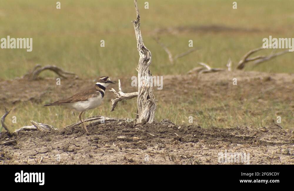 Squawking bird Stock Videos & Footage - HD and 4K Video Clips - Alamy