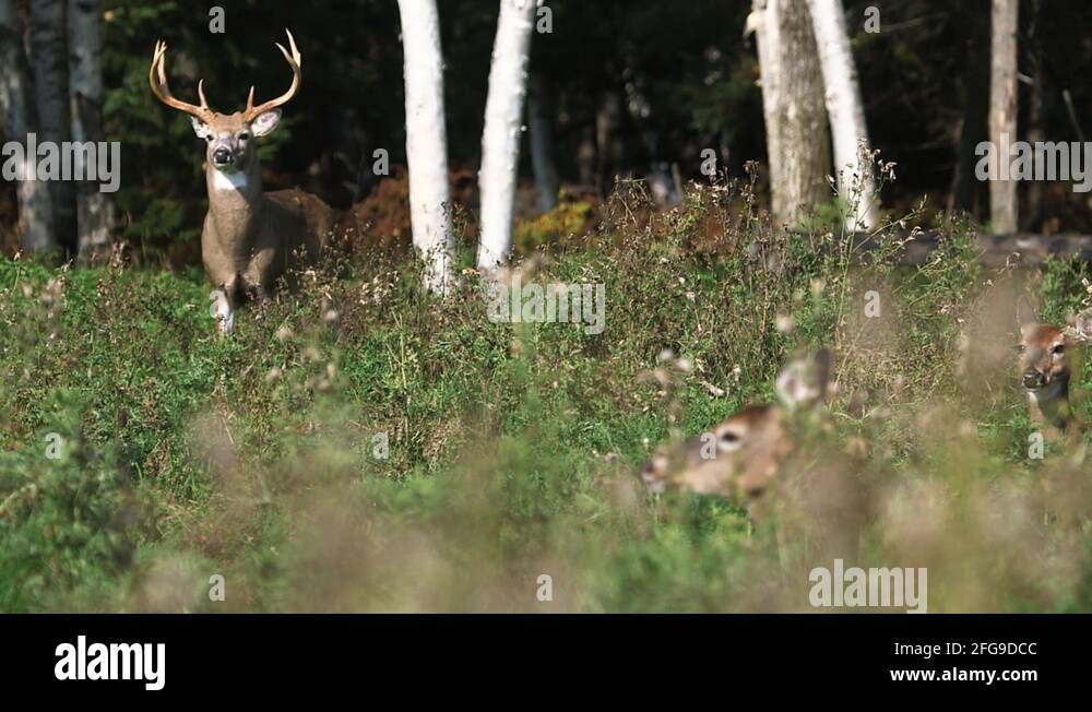 Whitetail rack Stock Videos & Footage - HD and 4K Video Clips - Alamy