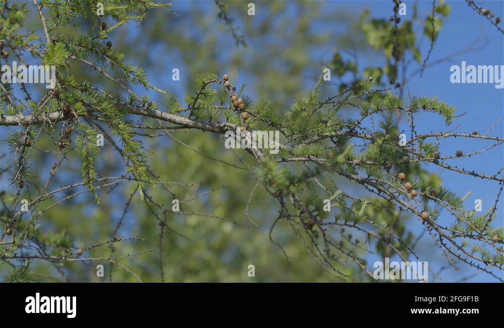 Branch of overhanging tree Stock Videos & Footage - HD and 4K Video ...