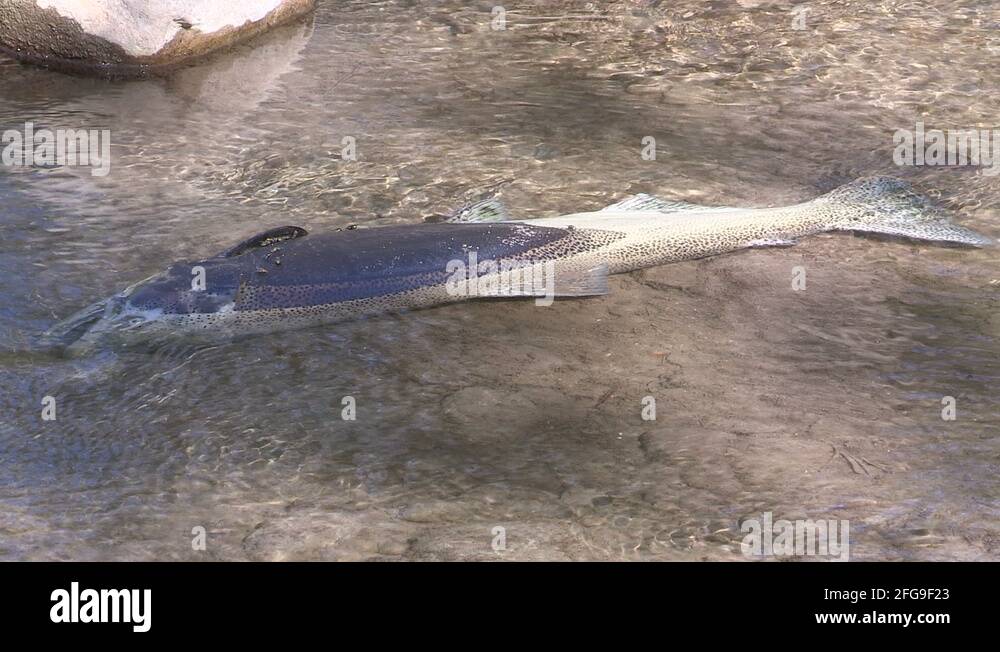 Fish lying dead in river possible chemical spill and environmental ...
