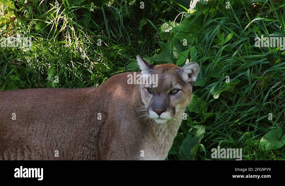Cougar face Stock Videos & Footage - HD and 4K Video Clips - Alamy