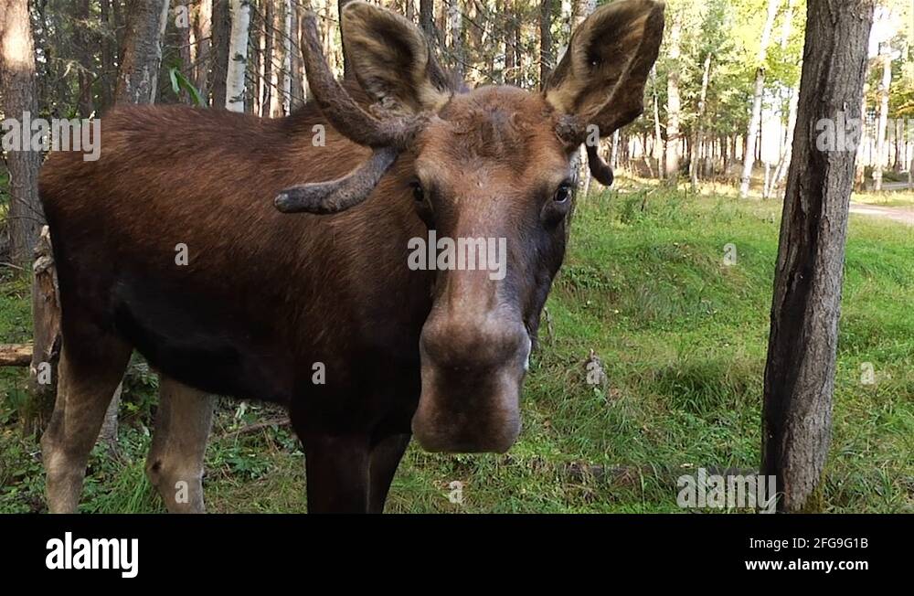 Mighty moose Stock Videos & Footage - HD and 4K Video Clips - Alamy
