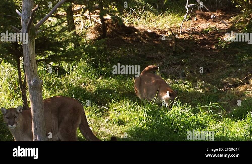 Sleepy trees Stock Videos & Footage - HD and 4K Video Clips - Alamy