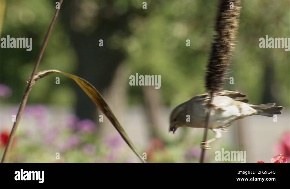 Flora finch Stock Videos & Footage - HD and 4K Video Clips - Alamy