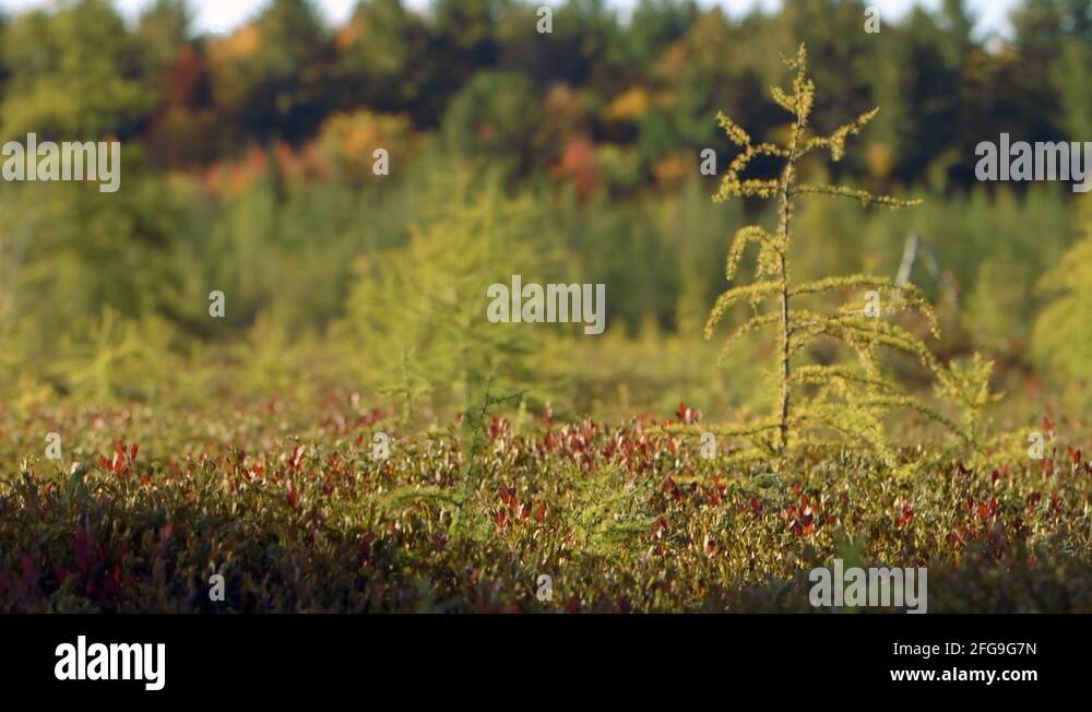 Bog tree Stock Videos & Footage - HD and 4K Video Clips - Alamy