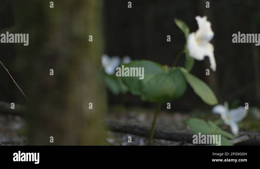 Ontario trillium Stock Videos & Footage - HD and 4K Video Clips - Alamy
