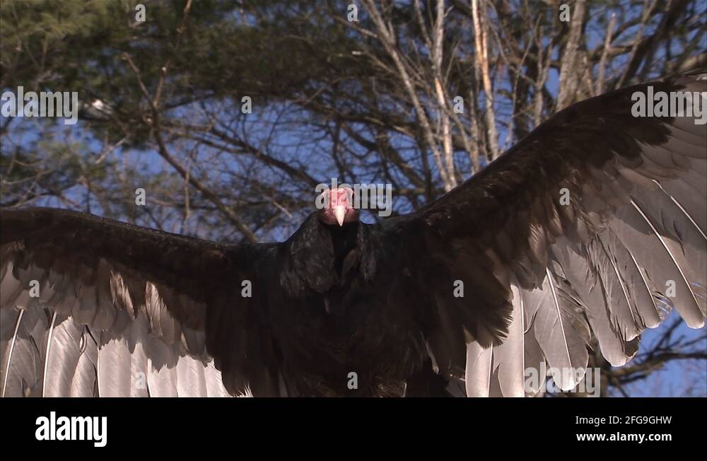 Forest vulture Stock Videos & Footage - HD and 4K Video Clips - Alamy