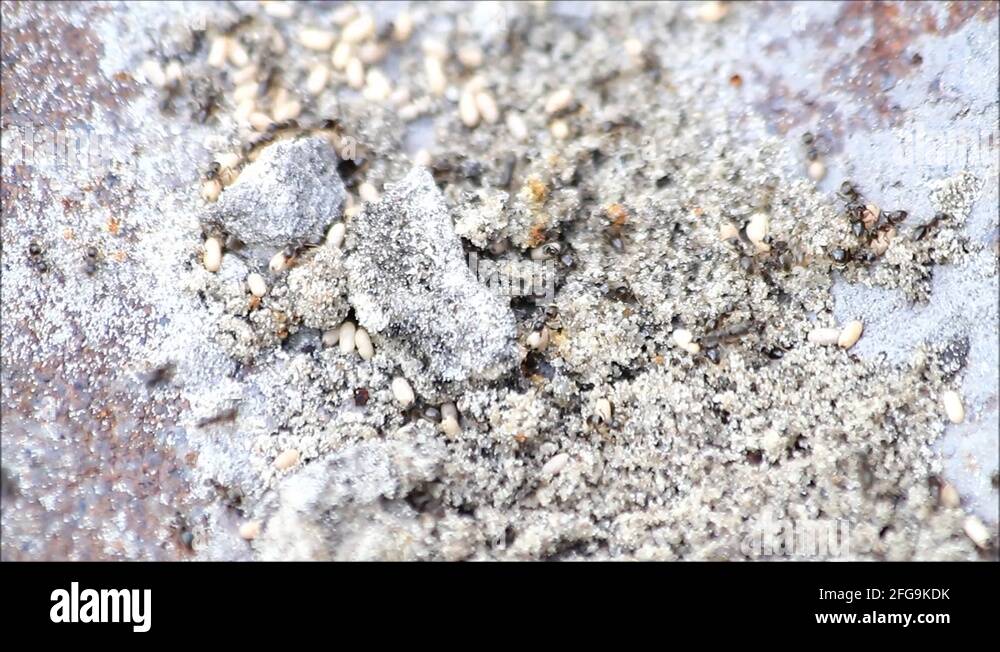 Hardworking animals Stock Videos & Footage - HD and 4K Video Clips - Alamy