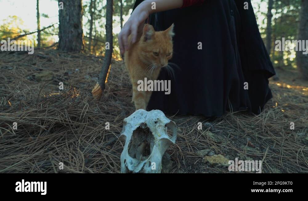 Cat in forest Stock Videos & Footage - HD and 4K Video Clips - Alamy