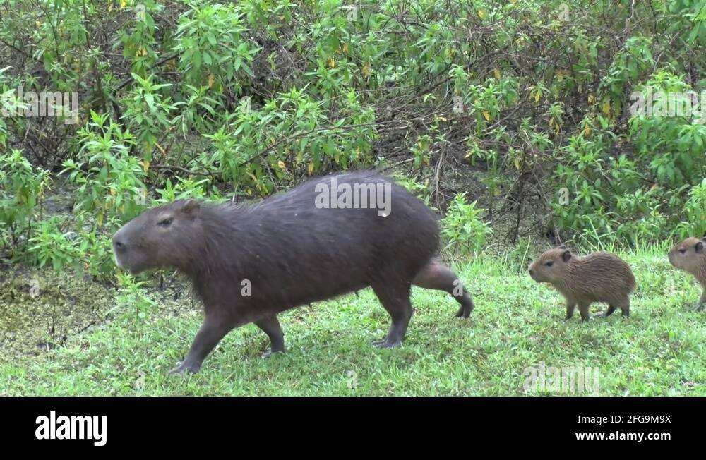 Lesser Capybara family walk and female suckles babies in swamp Stock ...