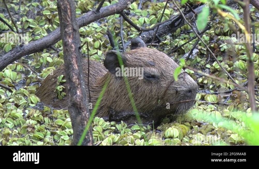 Lesser Capybara hide in swamp in thick bush in lowland rainforest ...