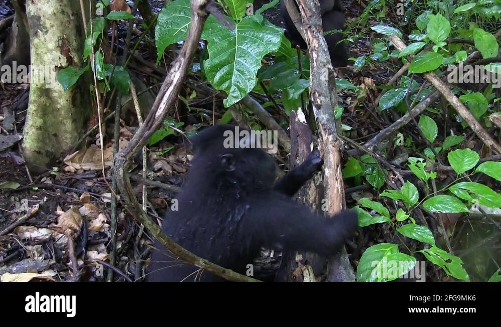 Eat bark Stock Videos & Footage - HD and 4K Video Clips - Alamy