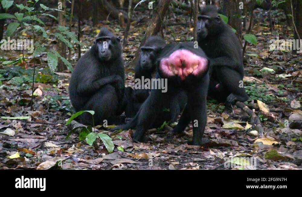 Female on heat Stock Videos & Footage - HD and 4K Video Clips - Alamy