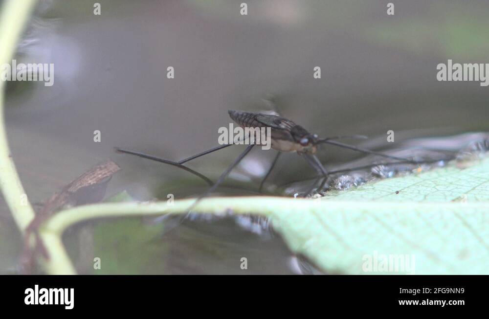 Walk on water insects Stock Videos & Footage - HD and 4K Video Clips ...