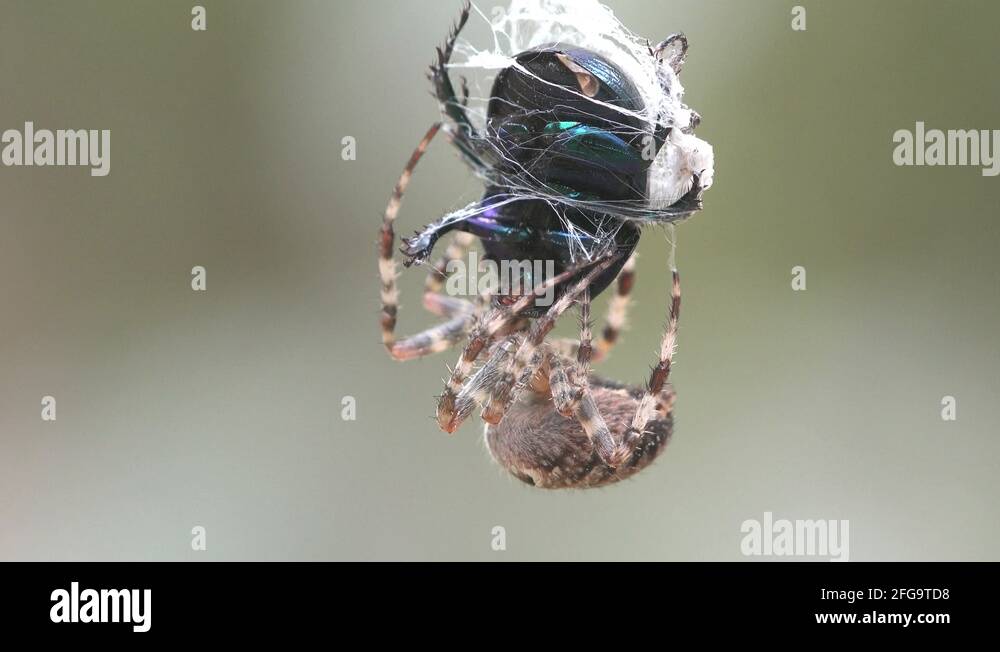 Insect spider attacking a beetle caught in a spider web, macro 4k Stock ...