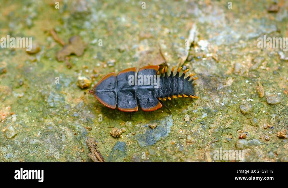 Duliticola (Trilobite beetle). Female animal moves on the ground Stock ...