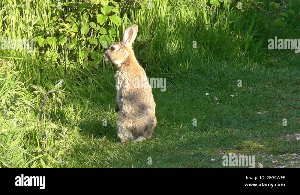 Standing rabbit Stock Videos & Footage - HD and 4K Video Clips - Alamy