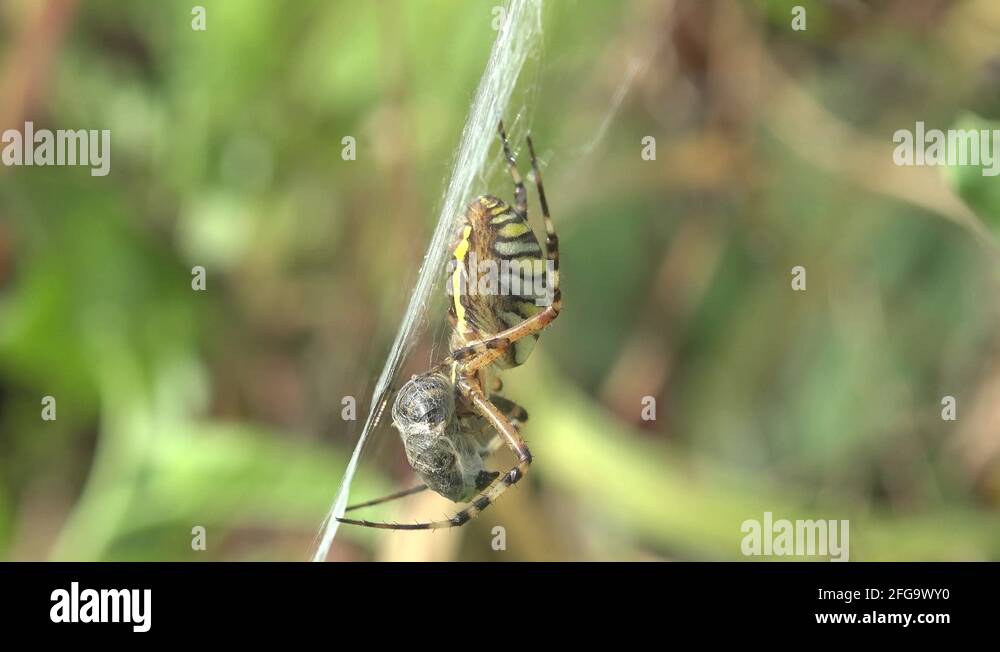 Insect spider attacking a beetle caught in a spider web, macro 4k Stock ...