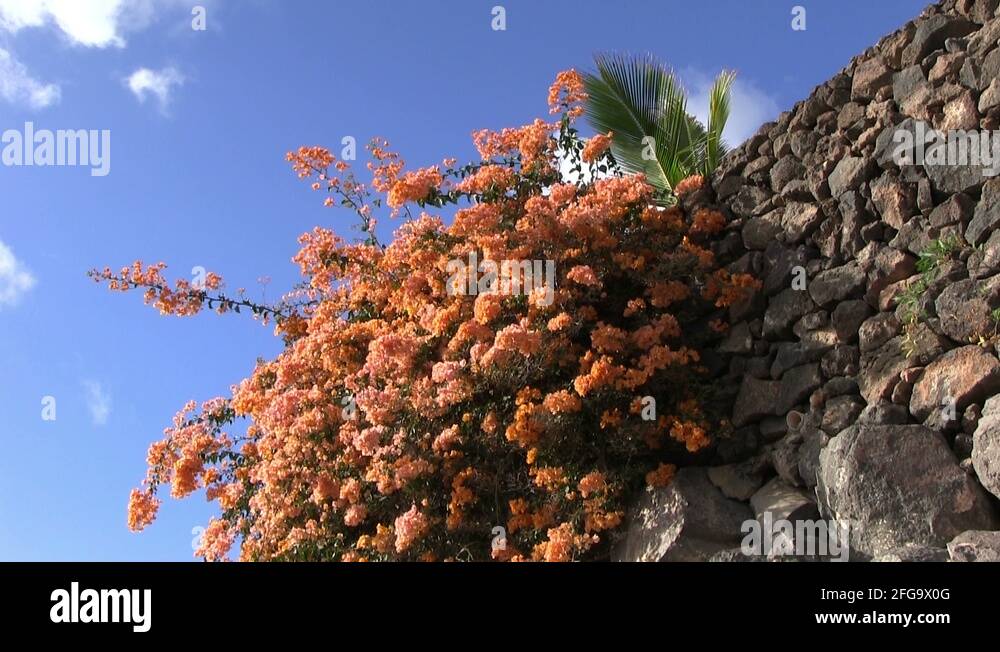 Lanzarote flowers Stock Videos & Footage - HD and 4K Video Clips - Alamy