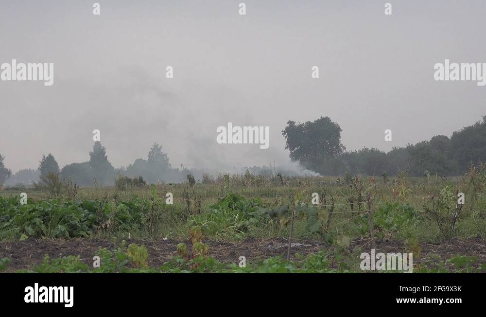 Larch fire Stock Videos & Footage - HD and 4K Video Clips - Alamy