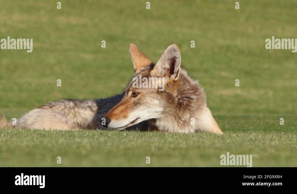 Coyote eyes Stock Videos & Footage - HD and 4K Video Clips - Alamy