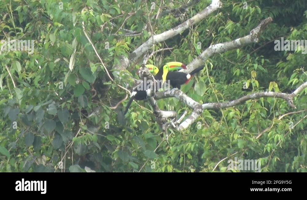 Lowland bird species Stock Videos & Footage - HD and 4K Video Clips - Alamy