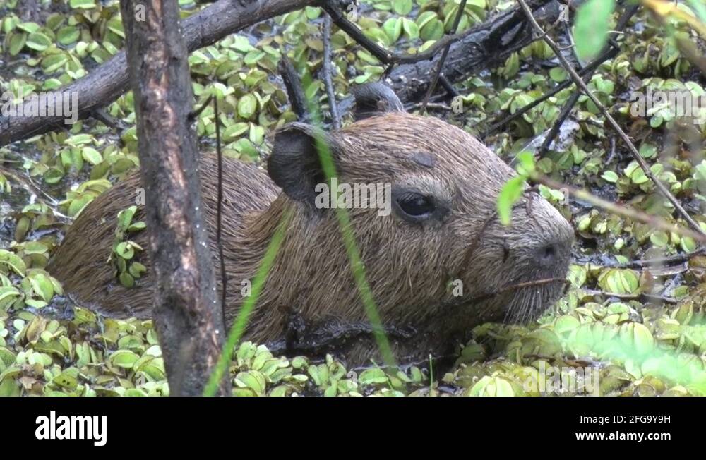Lesser Capybara hide in swamp in thick bush in lowland rainforest ...
