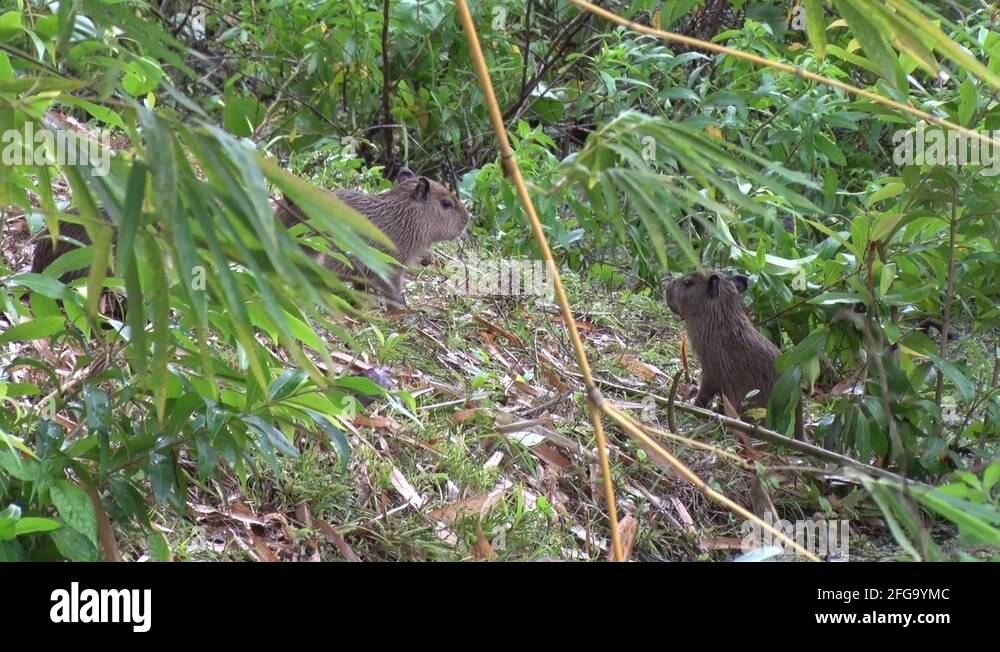 Capybara rainforest Stock Videos & Footage - HD and 4K Video Clips - Alamy