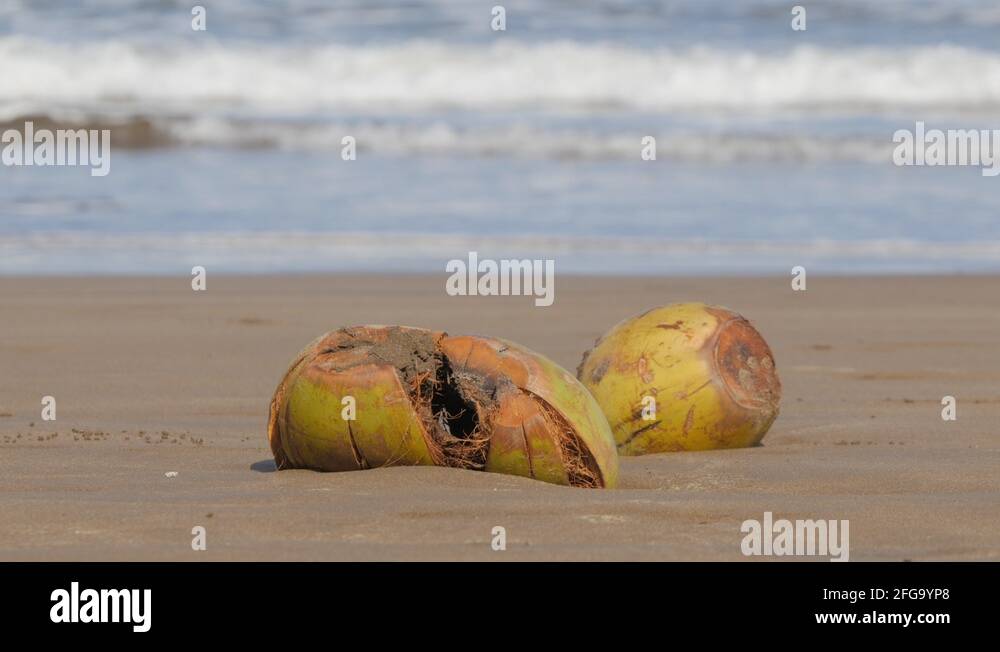 Broken coconuts Stock Videos & Footage - HD and 4K Video Clips - Alamy