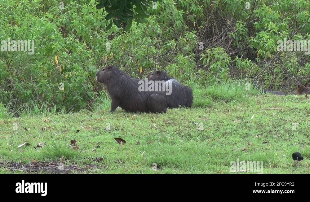 Lesser Capybara family group sit in swamp in lowland rainforest Stock ...