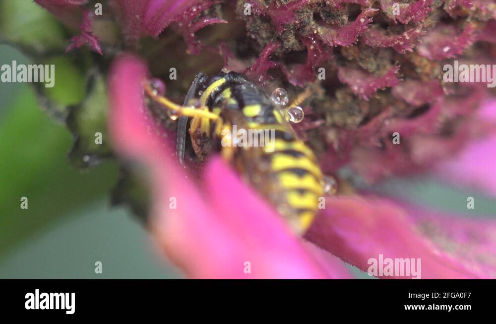 Garden insect on flower Stock Videos & Footage - HD and 4K Video Clips ...