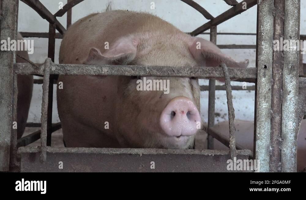 Muzzle pigs on the farm, in the barn, the herd, agriculture, 4k Stock ...