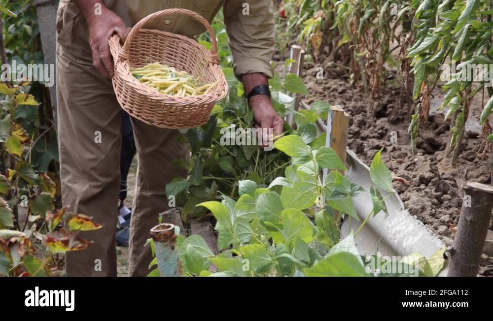 Green bean basket Stock Videos & Footage - HD and 4K Video Clips - Alamy